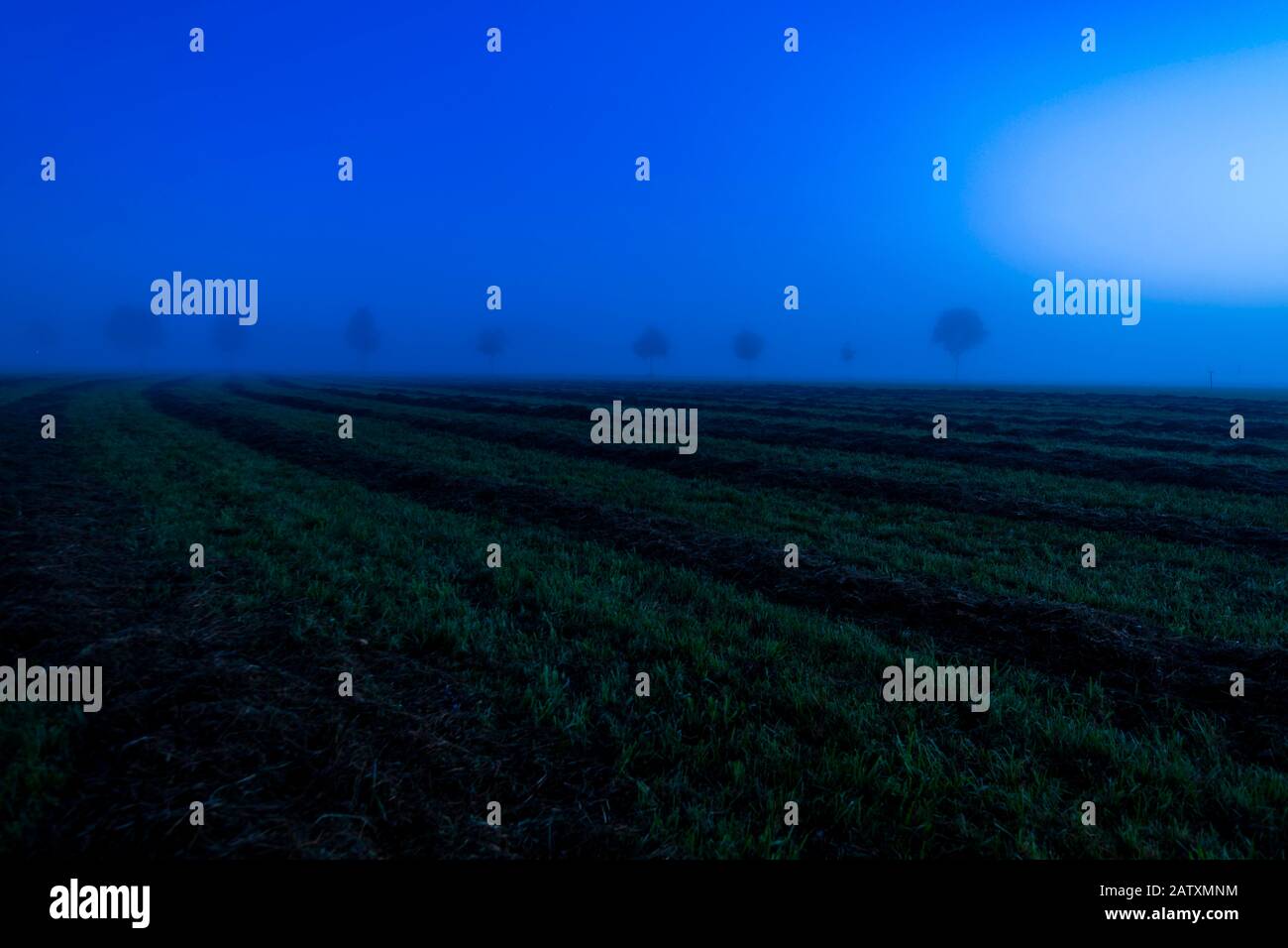 Row of trees in the fog at blue hour hi-res stock photography and ...