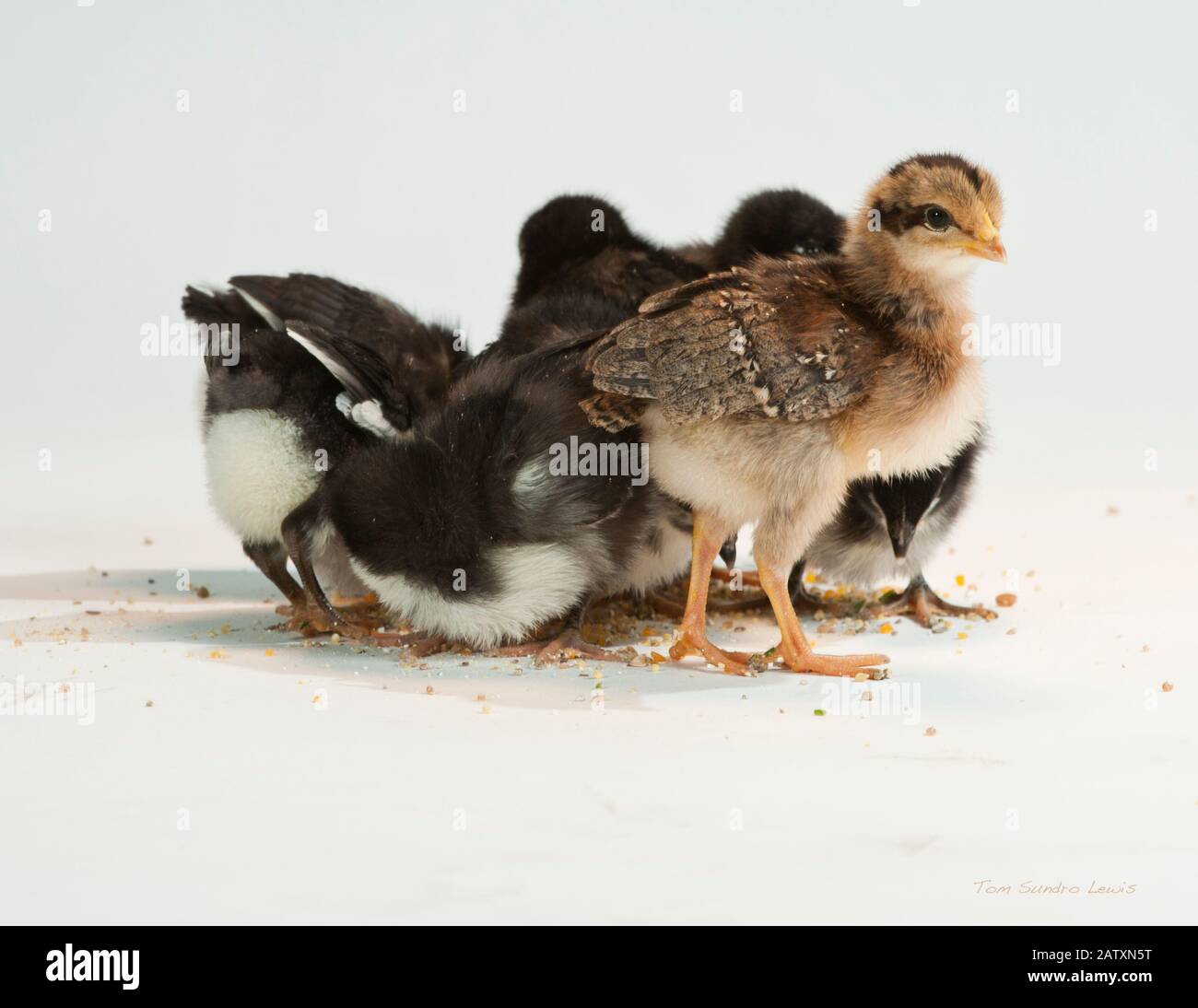 Baby chicks hi-res stock photography and images - Alamy