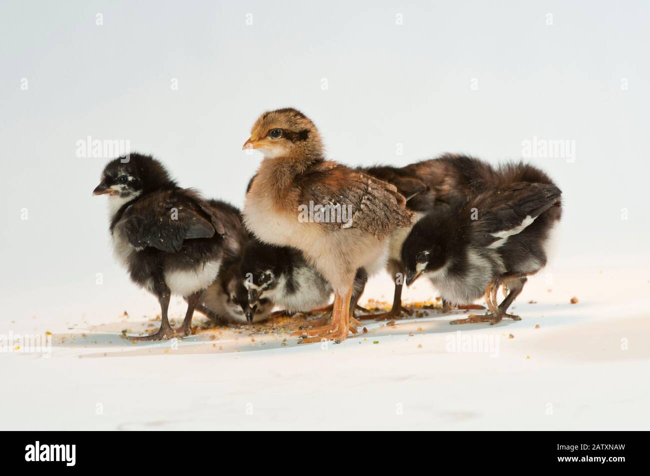 Baby chicks hi-res stock photography and images - Alamy
