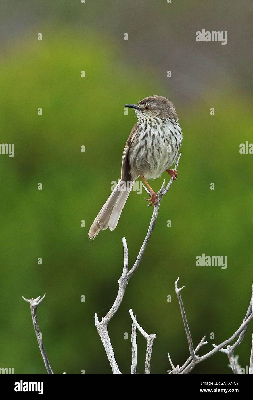 Karoo Prinia (Prinia maculosa maculosa) adult perched on dead twig ...
