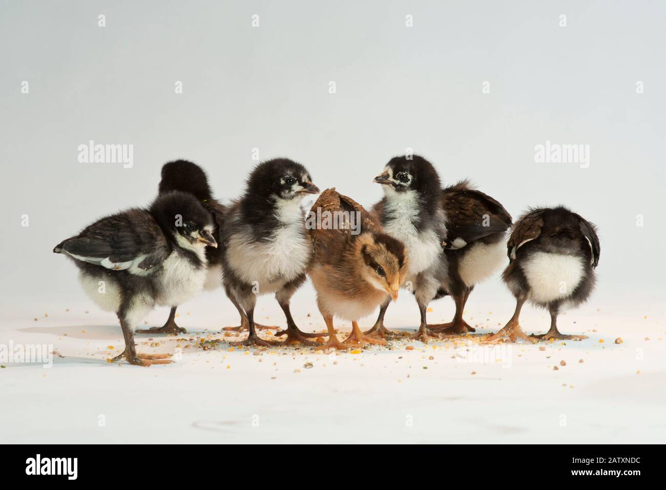 Baby chicks hi-res stock photography and images - Alamy