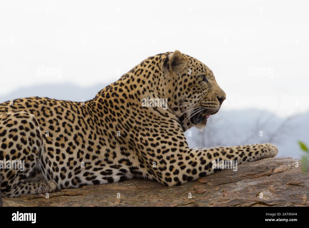 Leopard portrait in the African wilderness Stock Photo - Alamy