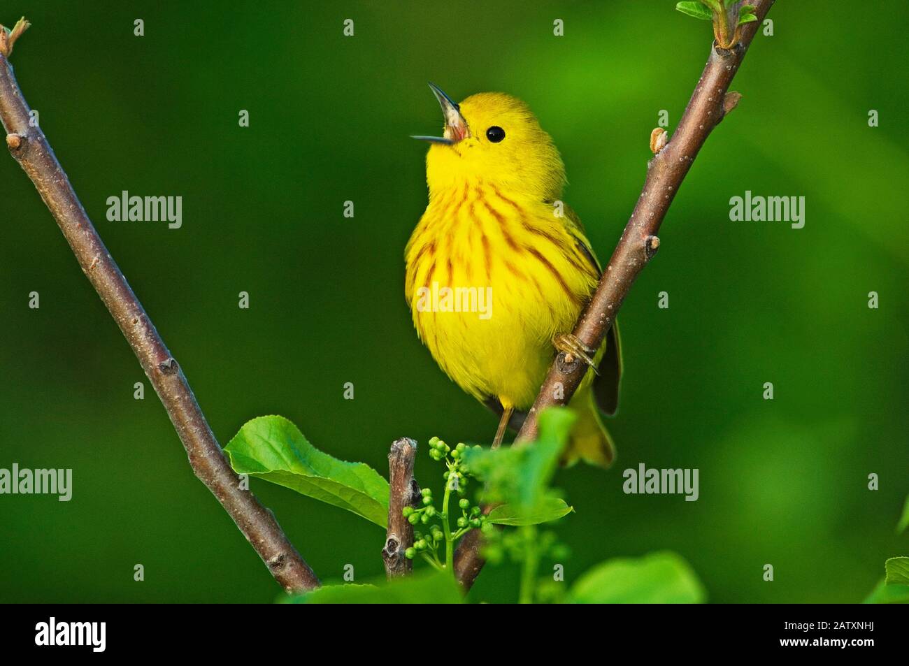 Yellow bird singing hi-res stock photography and images - Alamy