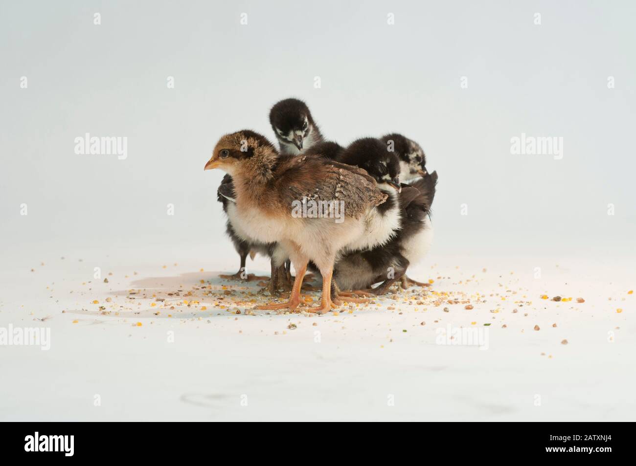 Baby chicks hi-res stock photography and images - Alamy