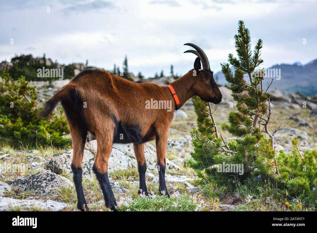 Pack stock hi-res stock photography and images - Alamy