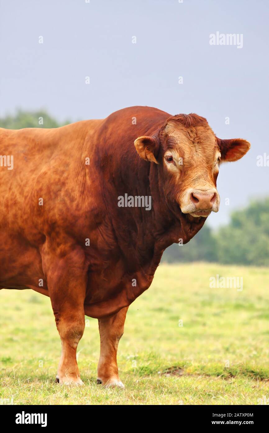 Strong as an ox hi-res stock photography and images - Alamy