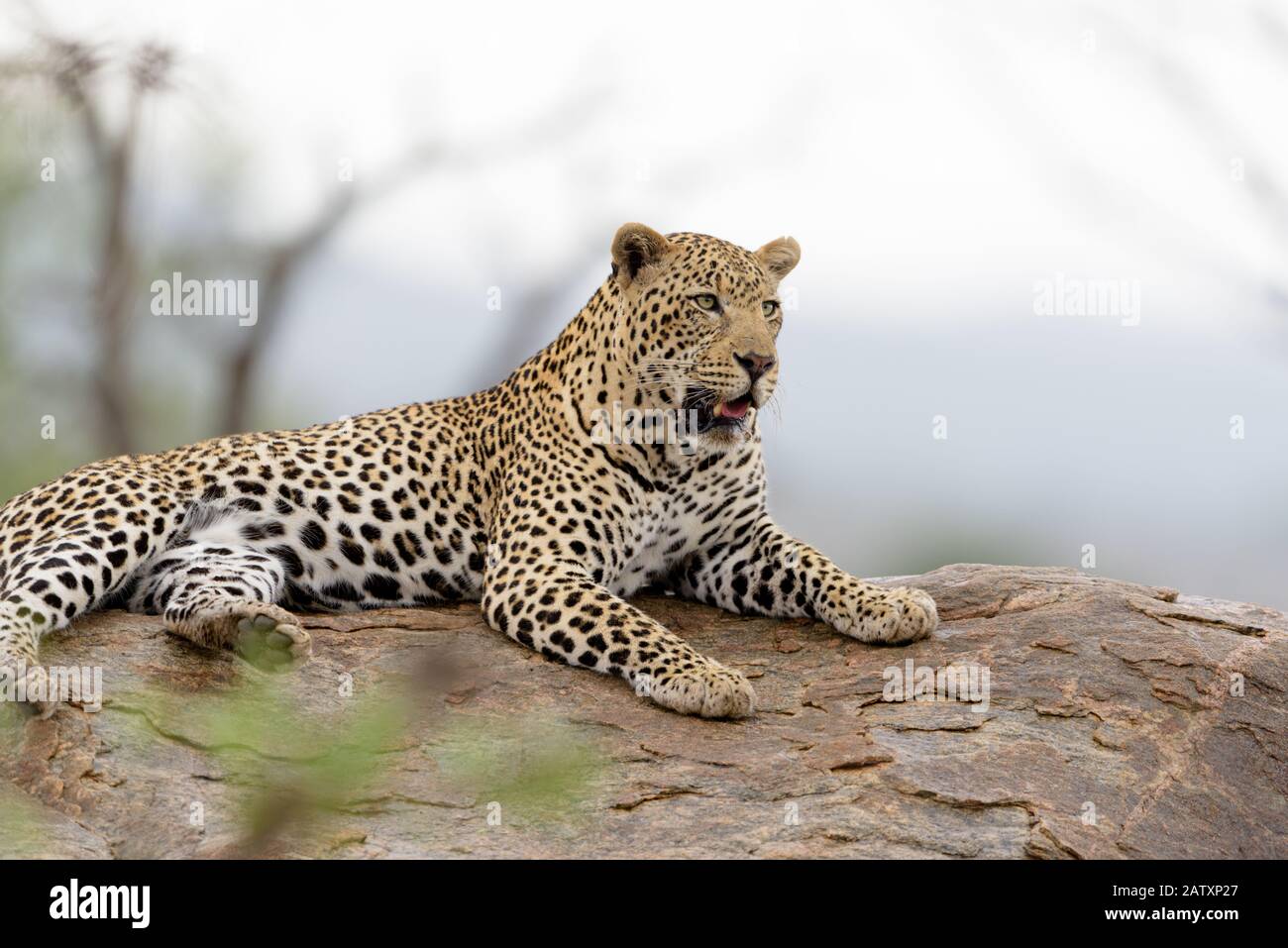 Leopard portrait in the African wilderness Stock Photo - Alamy