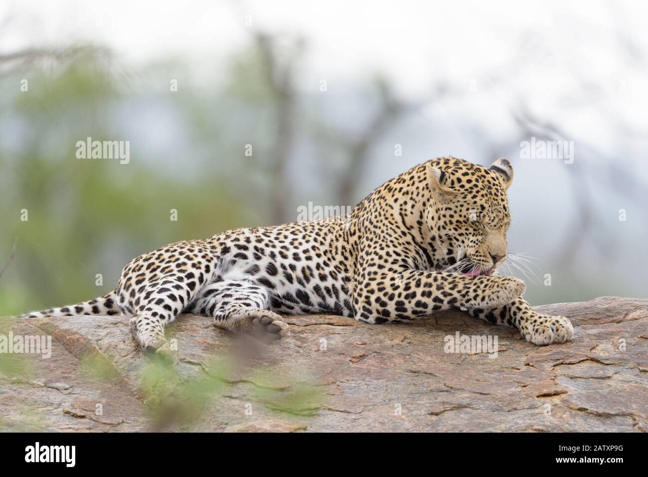 Leopard portrait in the African wilderness Stock Photo - Alamy