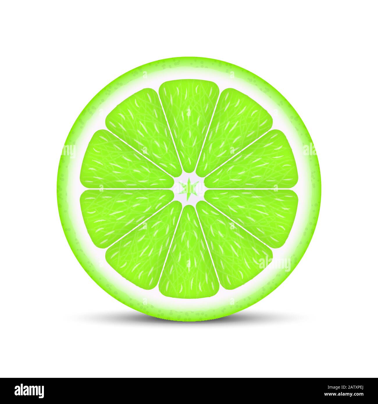 Realistic lime slice isolated on white background Stock Vector Image ...