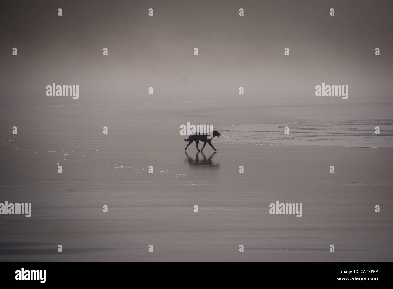 Dog on beach fog Stock Photo - Alamy