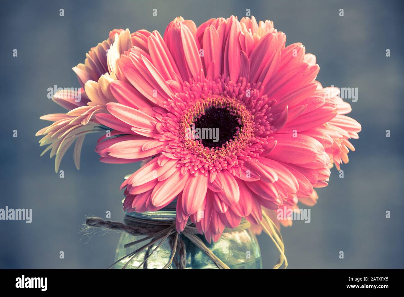 Light pink daisy hi-res stock photography and images - Alamy