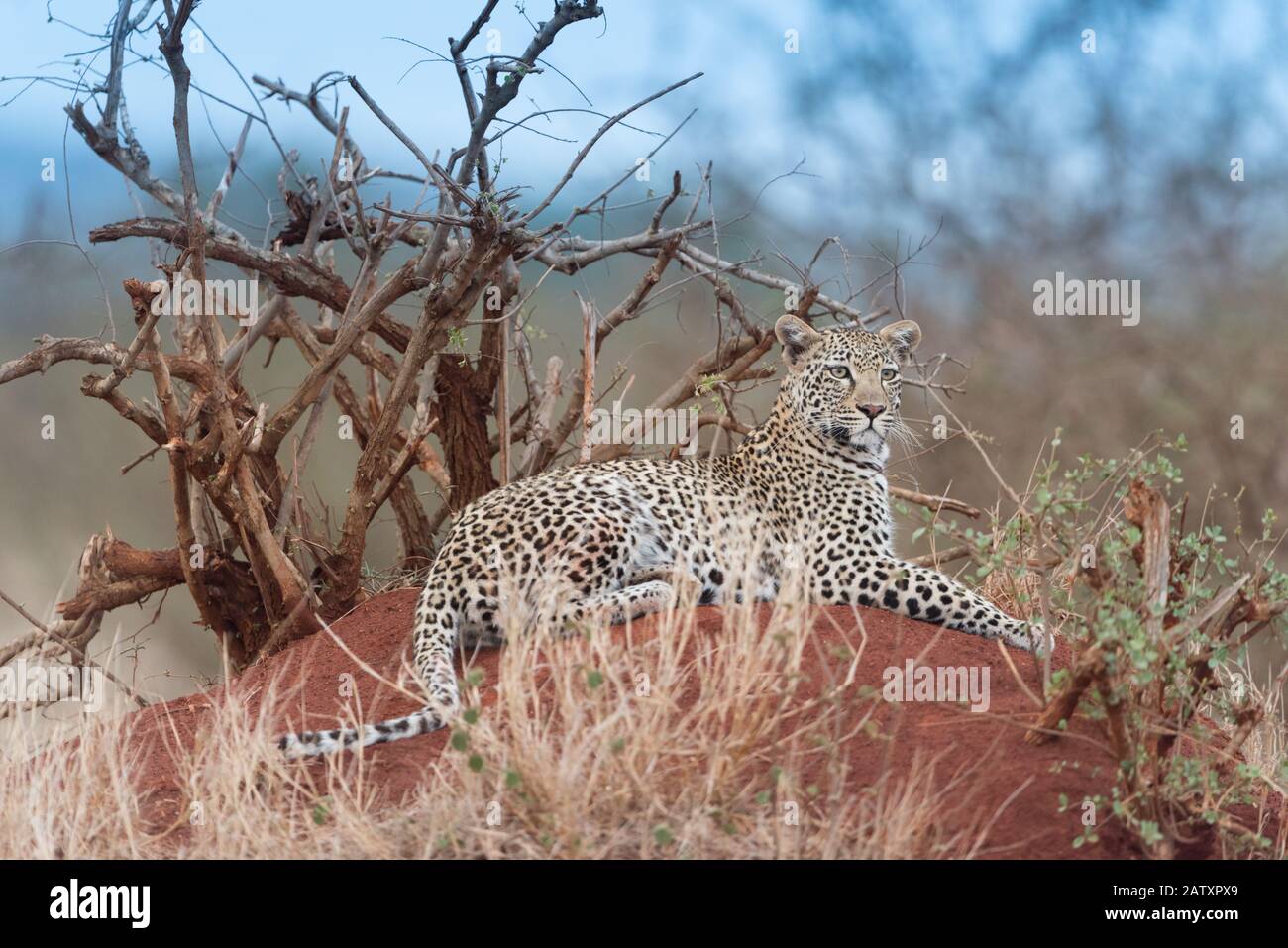 Leopard portrait in the African wilderness Stock Photo - Alamy