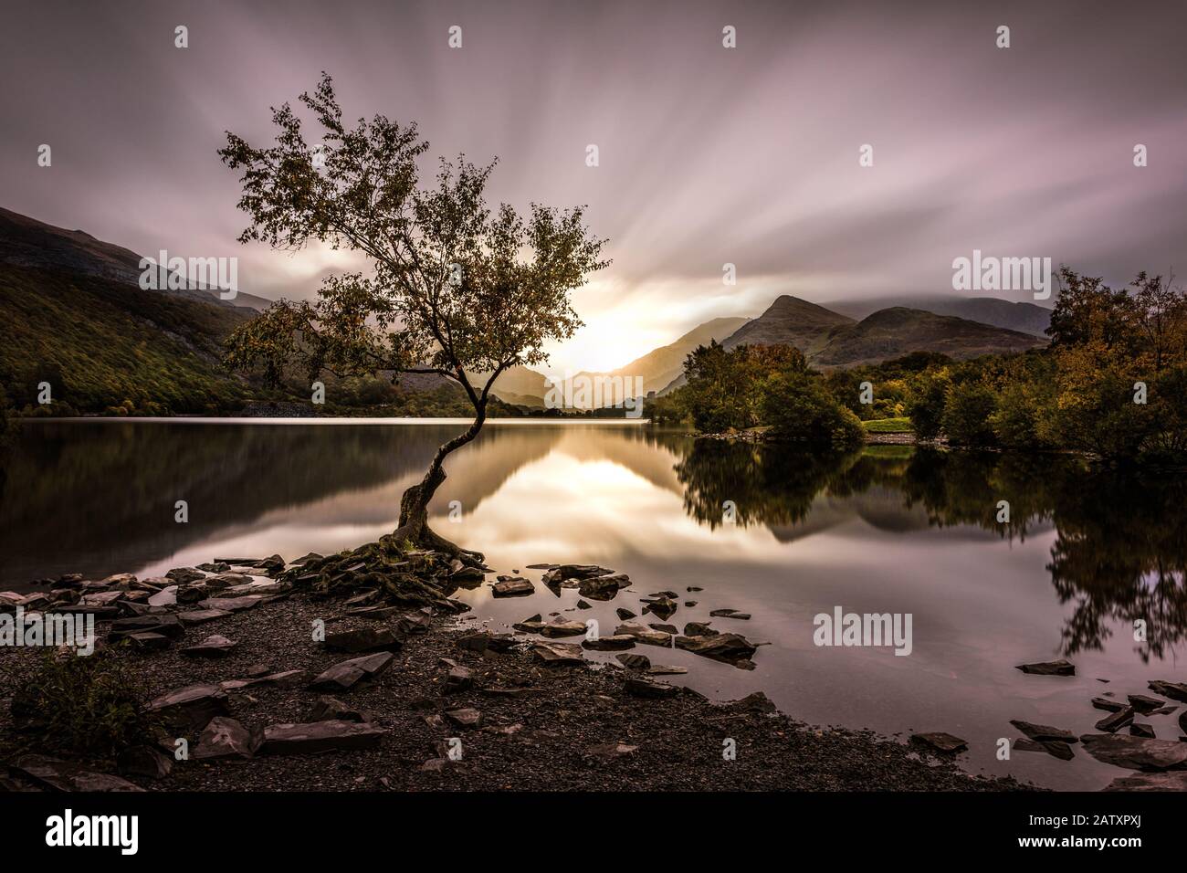 The Lone Tree at Llyn Padarn near Llanberis in Snowdonia National Park ...