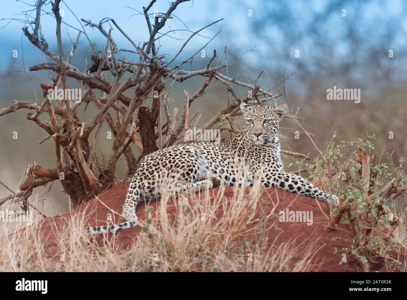 Leopard portrait in the African wilderness Stock Photo - Alamy
