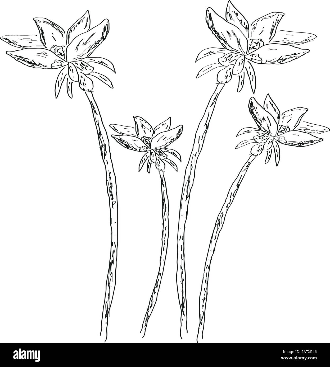 Isolated flower sketch Stock Vector Image & Art - Alamy
