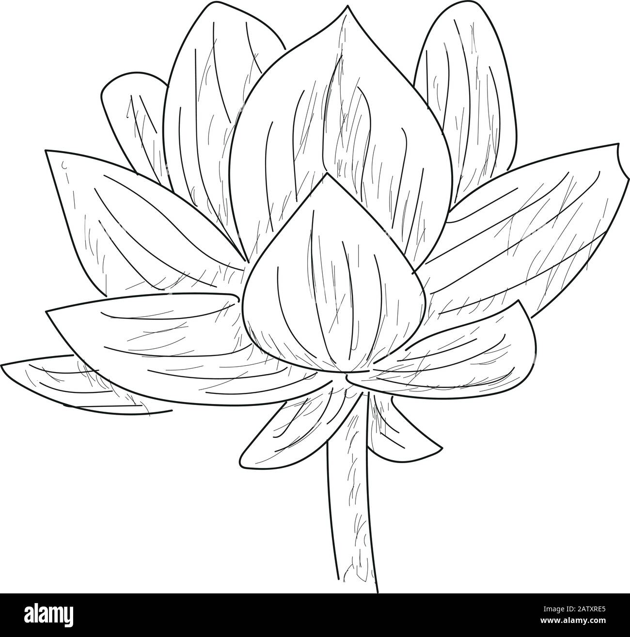 Isolated flower sketch Stock Vector Image & Art - Alamy
