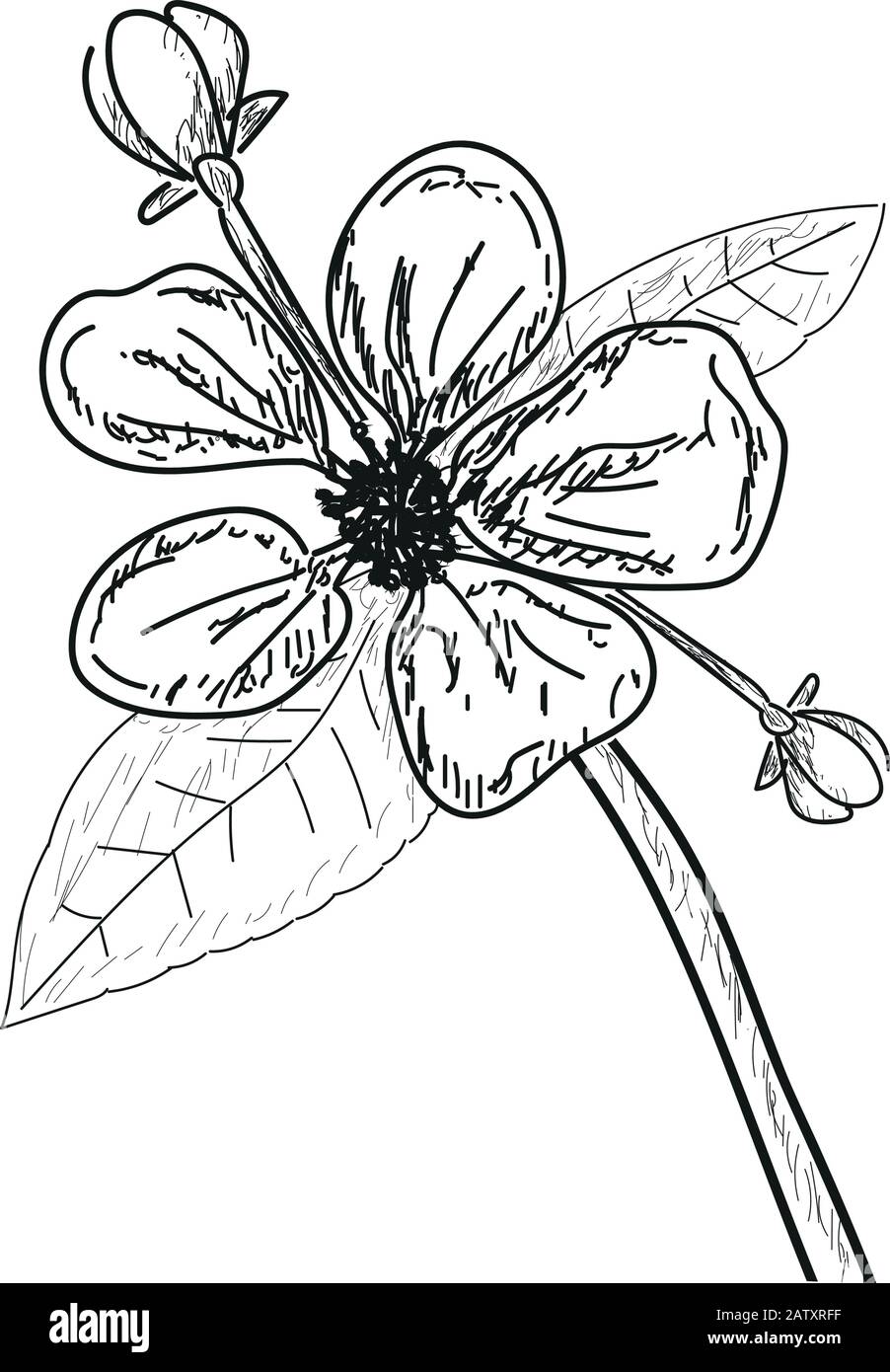 Isolated flower sketch Stock Vector Image & Art - Alamy