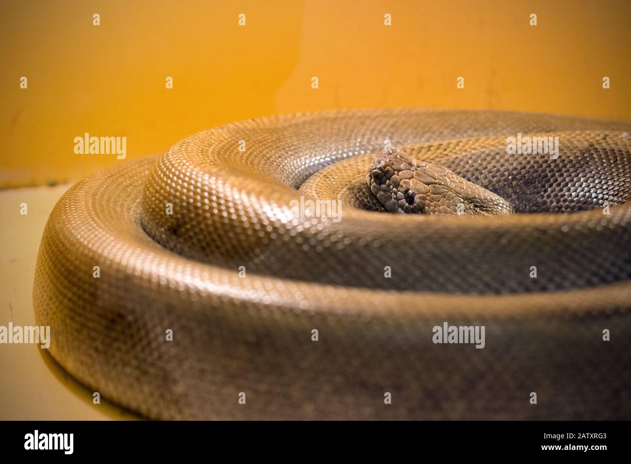 The big snake curled into a ring Stock Photo - Alamy