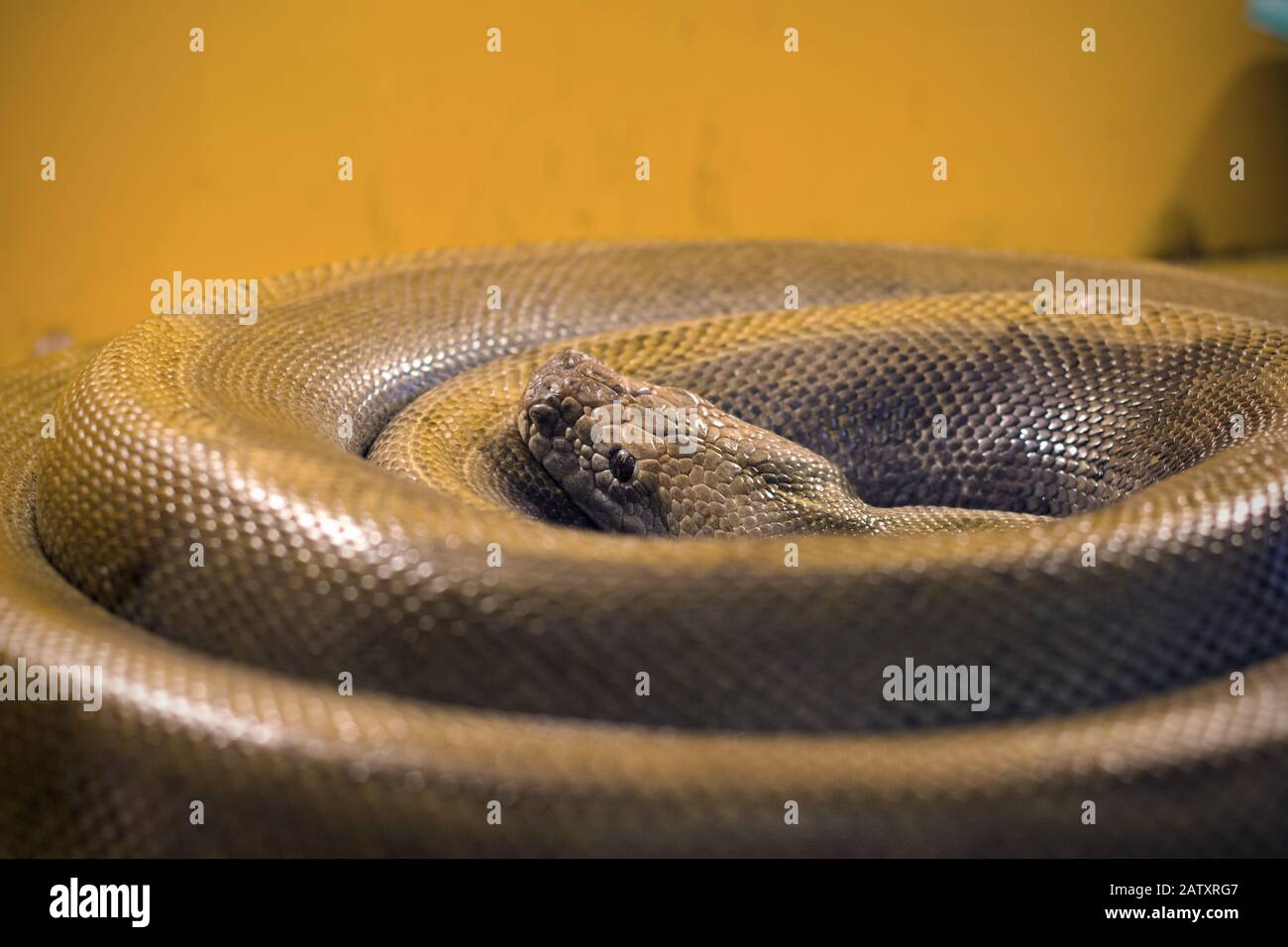 The big snake curled into a ring Stock Photo - Alamy