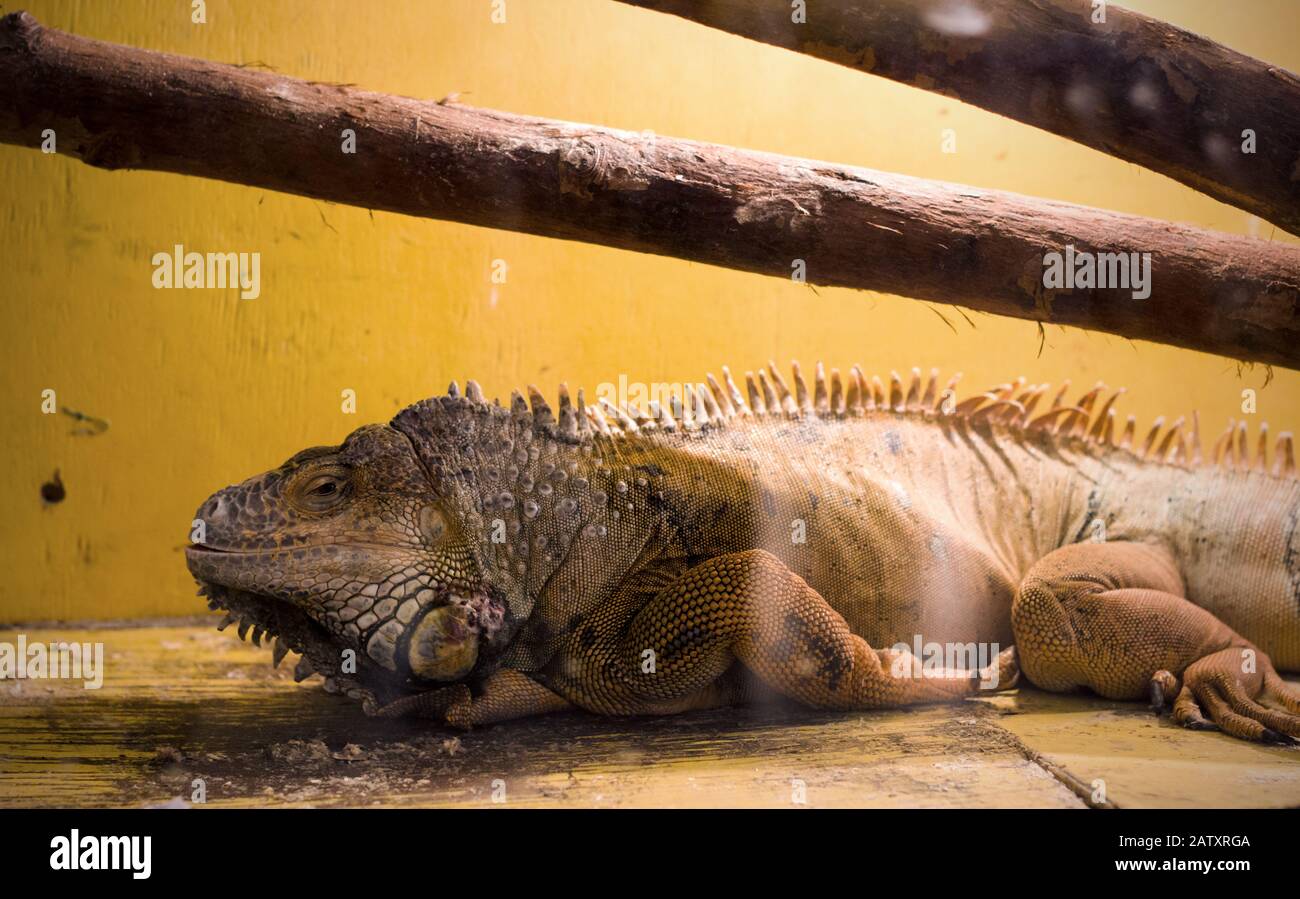 Gray iguana hi-res stock photography and images - Alamy