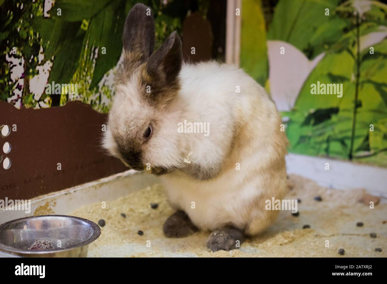 White rabbit with black ears Stock Photo - Alamy
