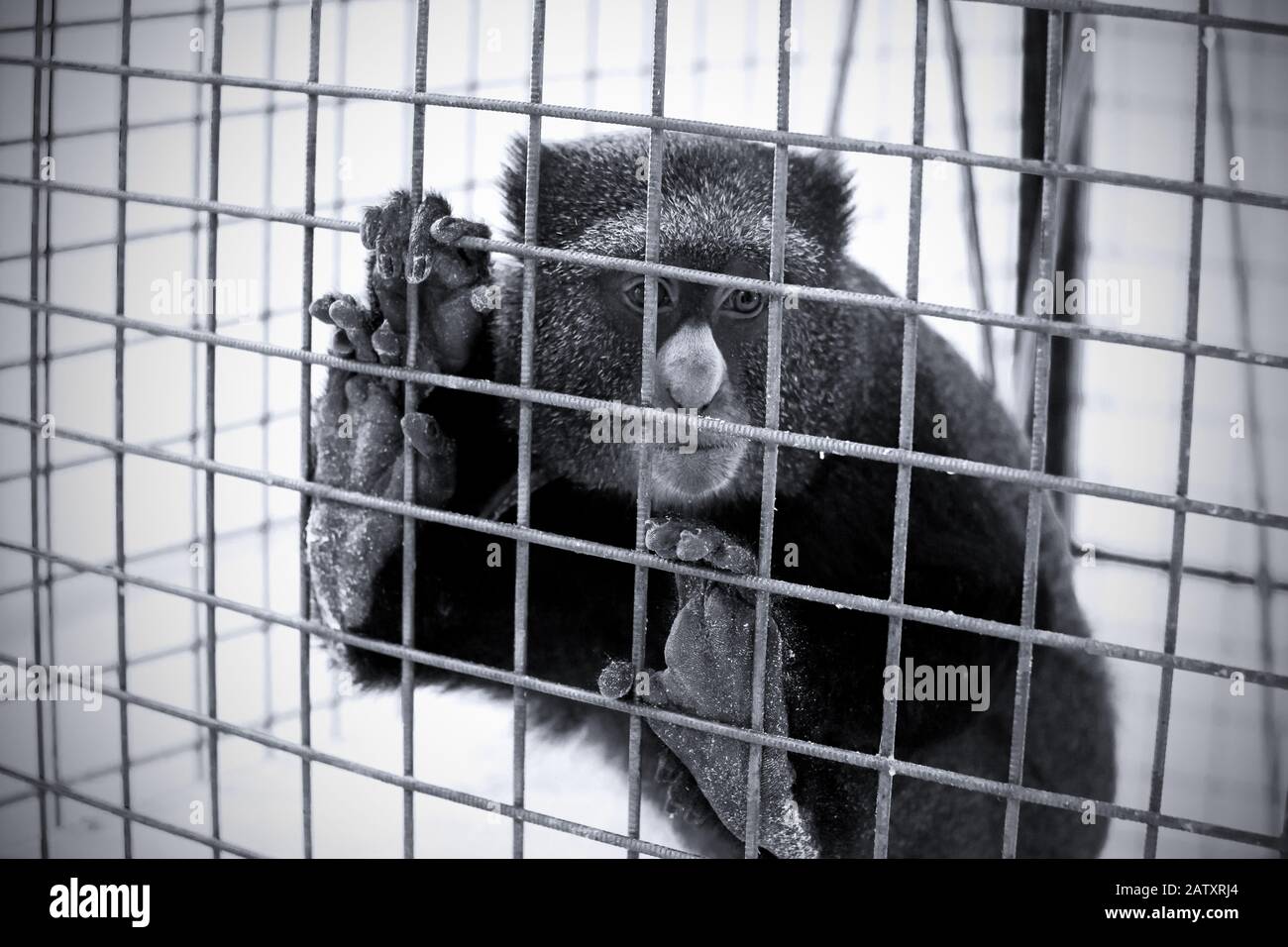 Sad monkey in a cage Stock Photo - Alamy