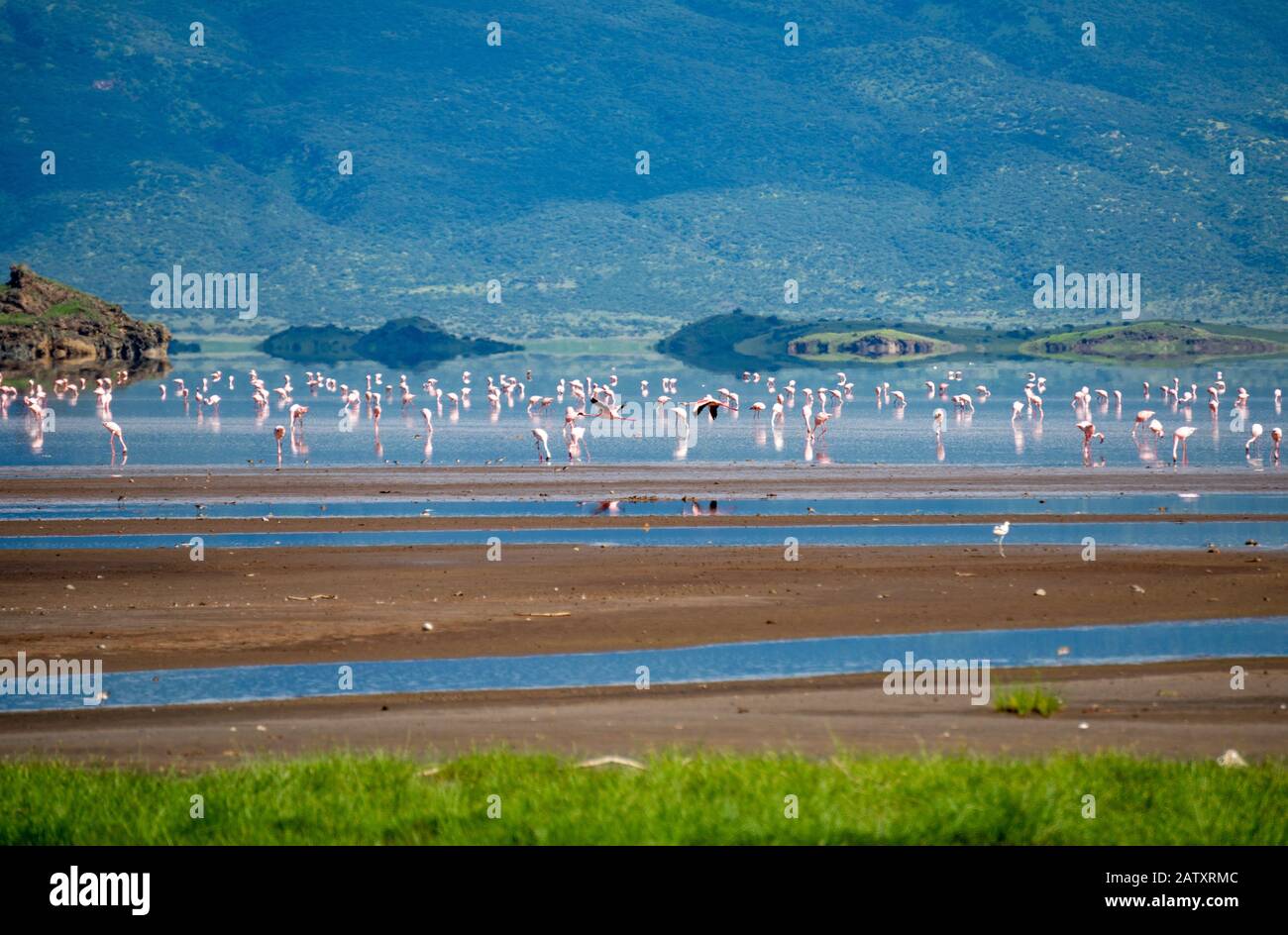 Pink lesser Flamingos at Lake Natron with volcano on background in Rift ...