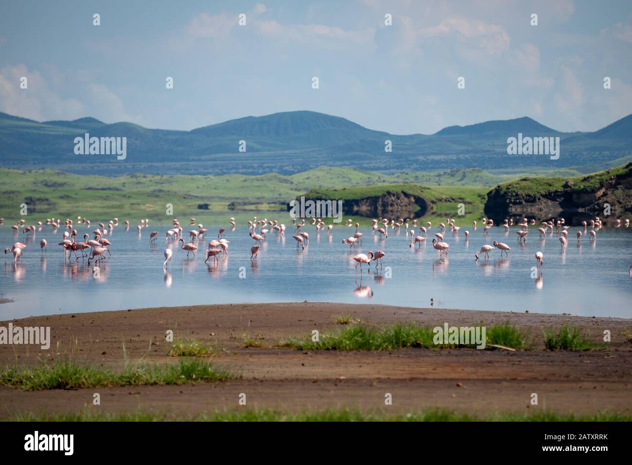 Pink lesser Flamingos at Lake Natron with volcano on background in Rift ...
