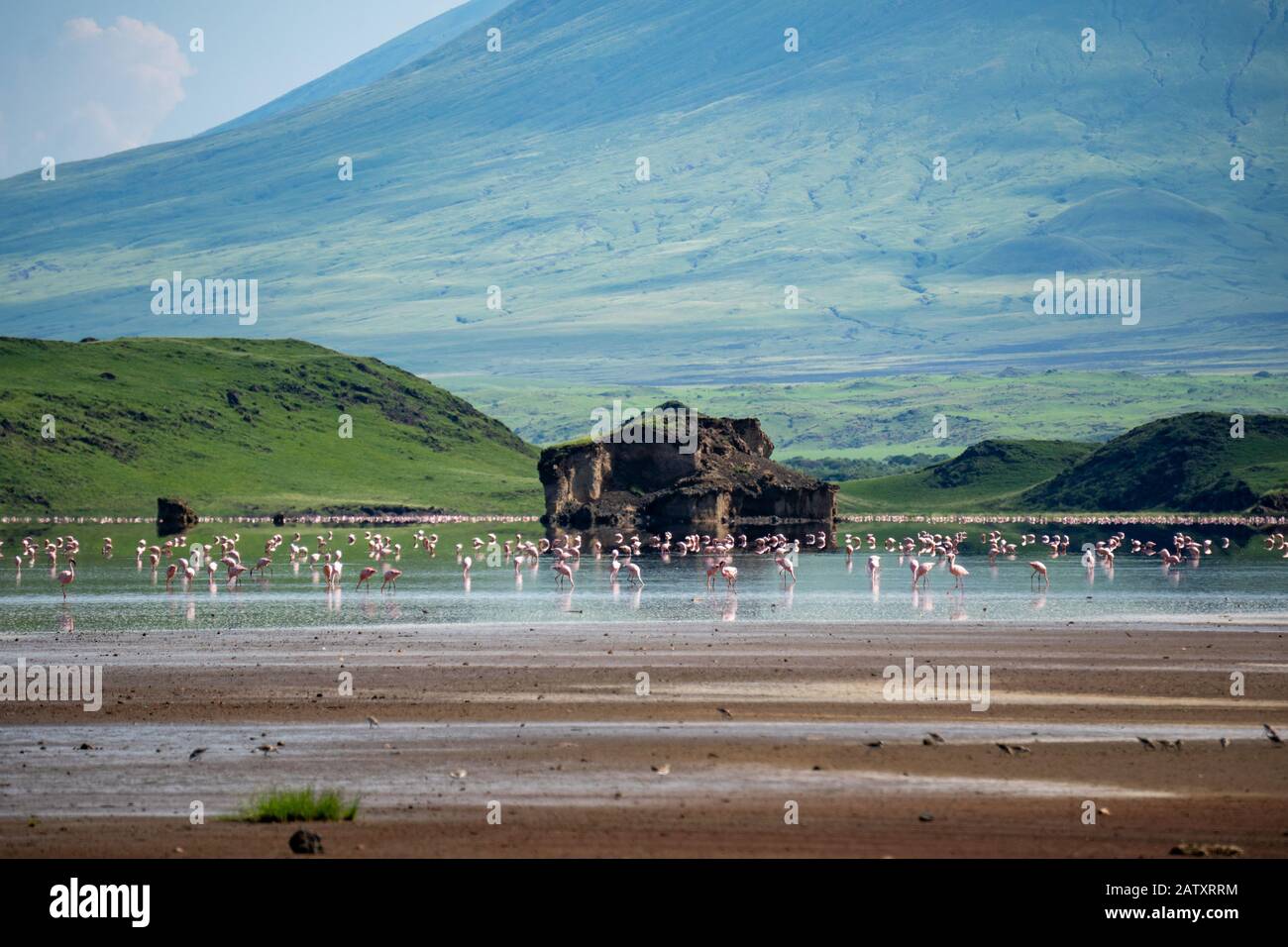 Pink lesser Flamingos at Lake Natron with Ol Doinyo Lengai volcano on ...