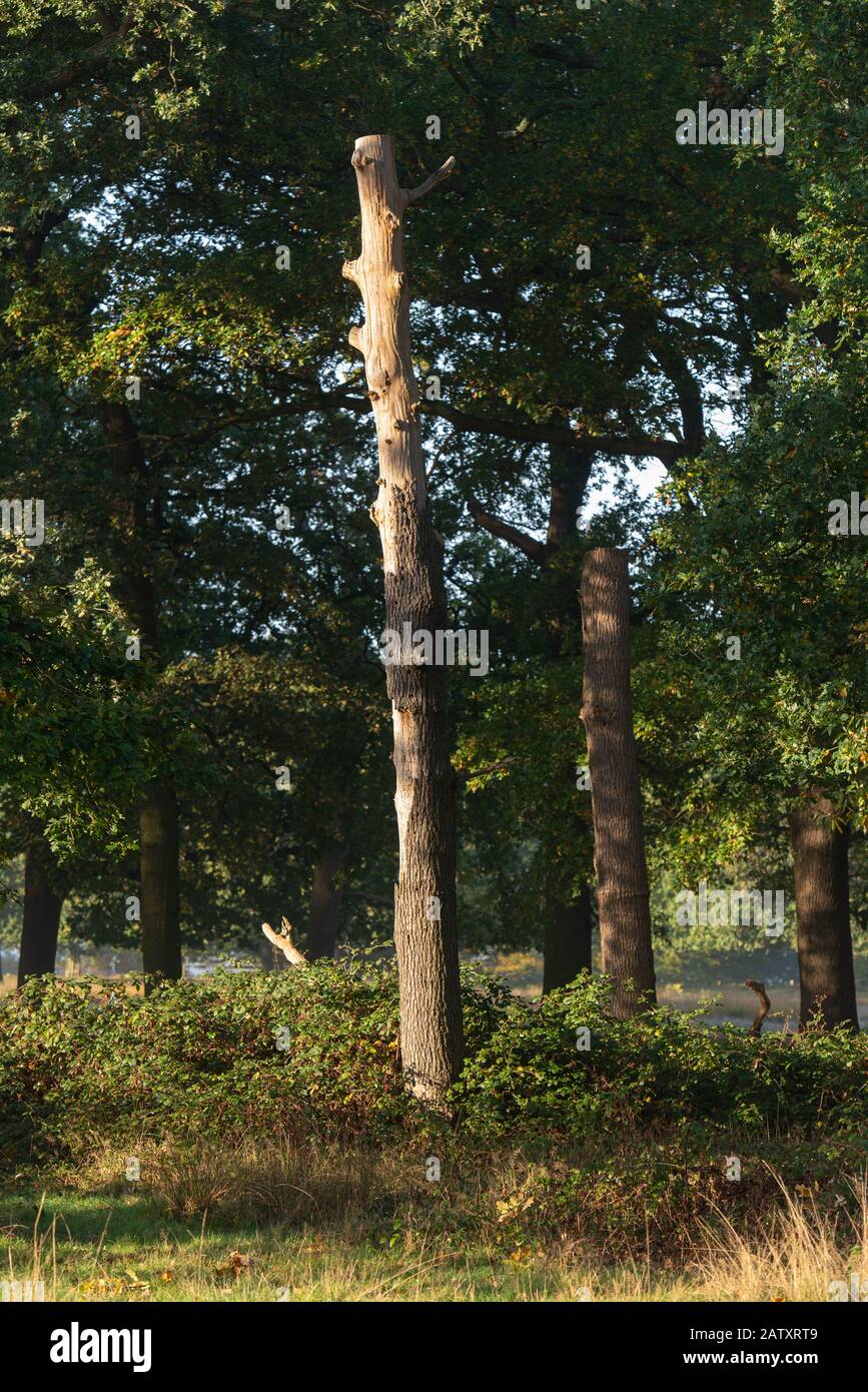 Dead tree richmond park hi-res stock photography and images - Alamy