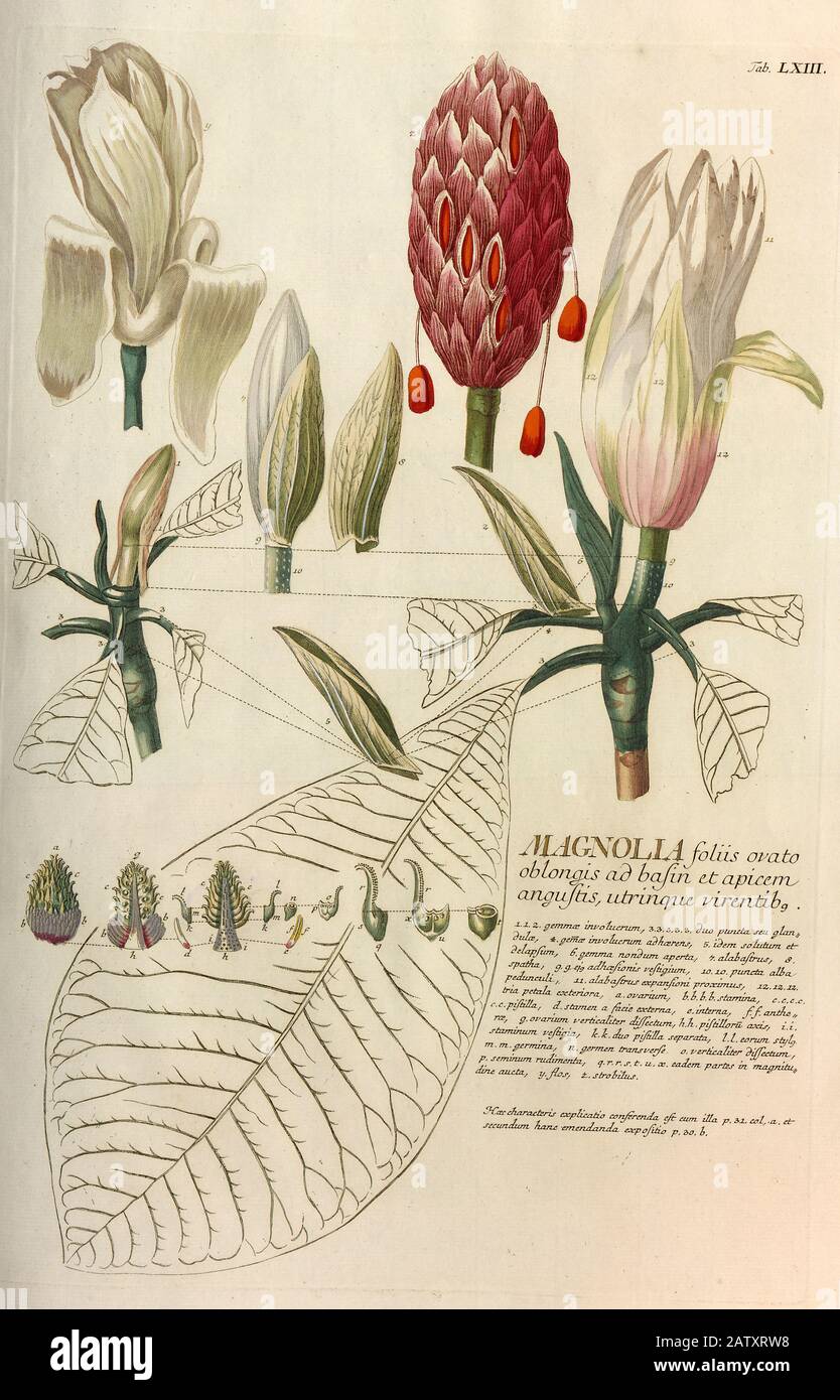 Coloured Copperplate engraving of a Flowering Magnolia tree from hortus ...