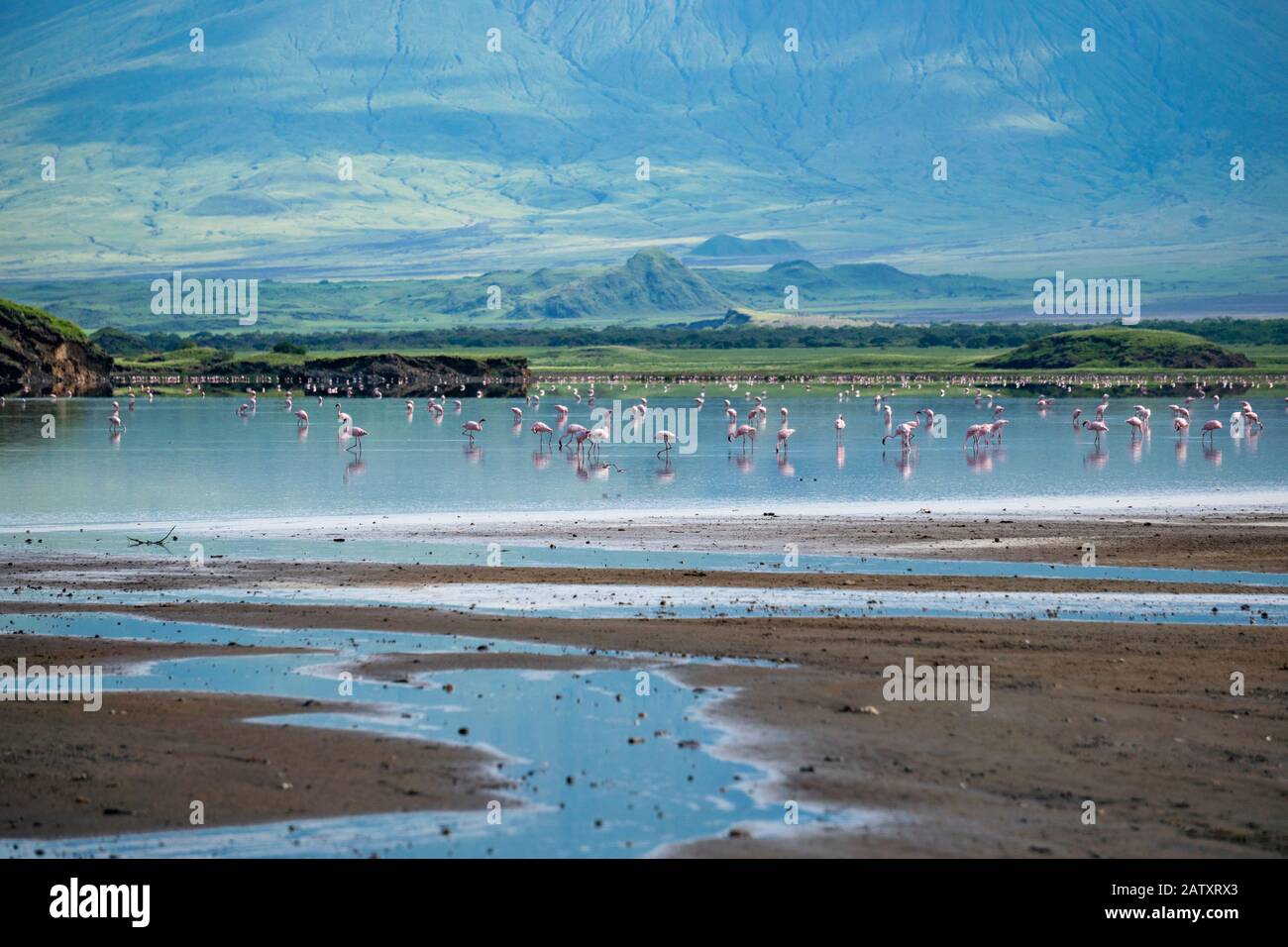 Pink lesser Flamingos at Lake Natron with Ol Doinyo Lengai volcano on ...