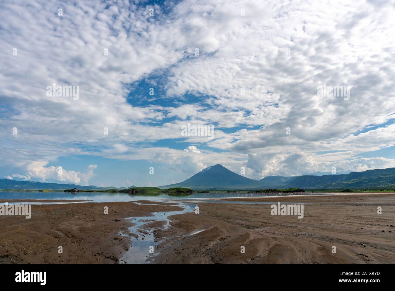 Pink lesser Flamingos at Lake Natron with Ol Doinyo Lengai volcano on ...