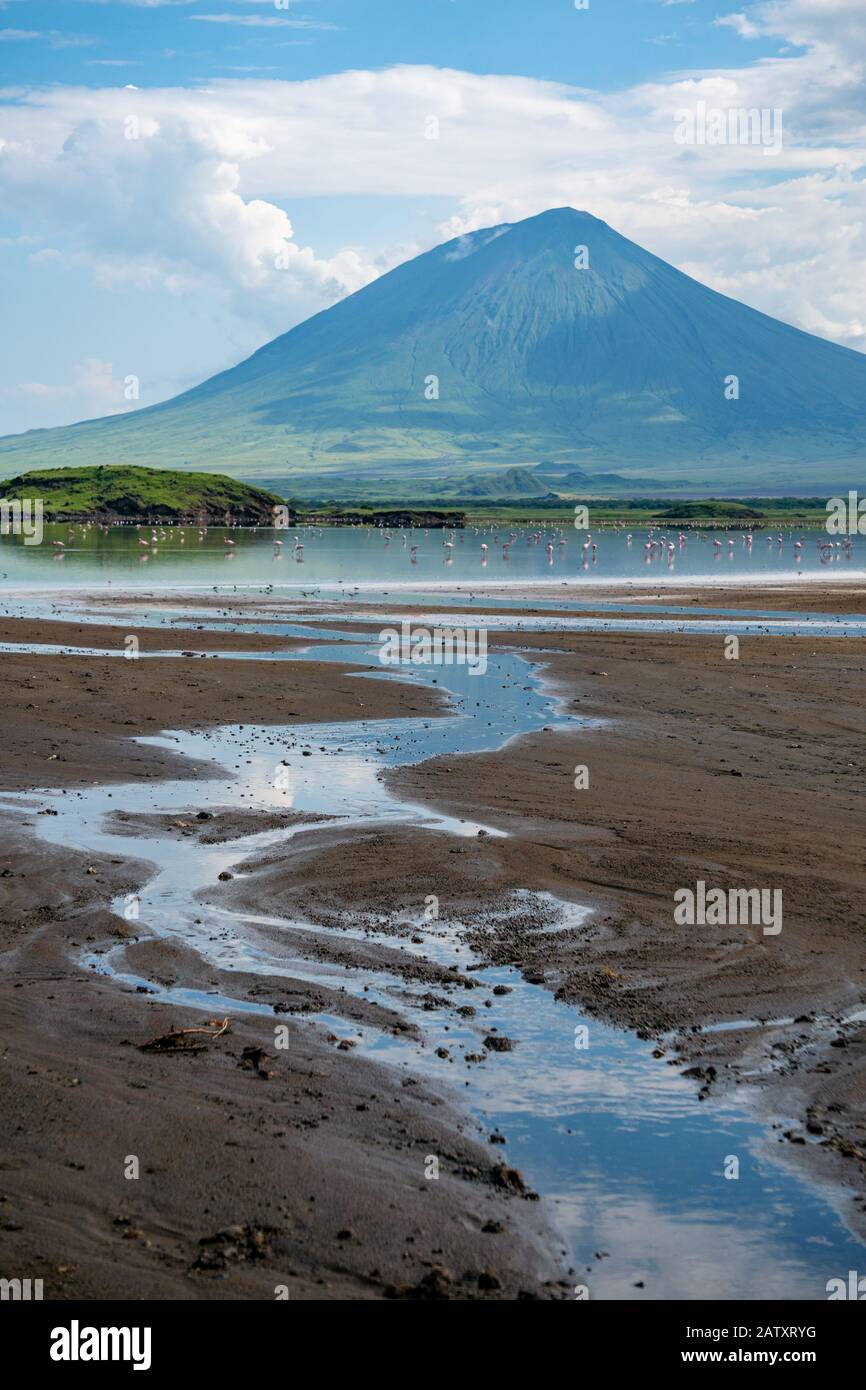 Pink lesser Flamingos at Lake Natron with Ol Doinyo Lengai volcano on ...