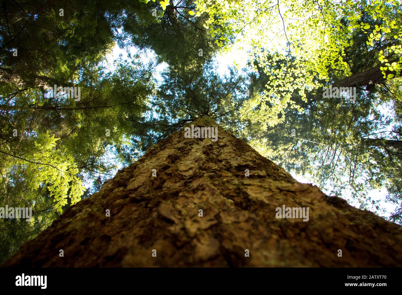 Tall Tree Forest Stock Photo - Alamy