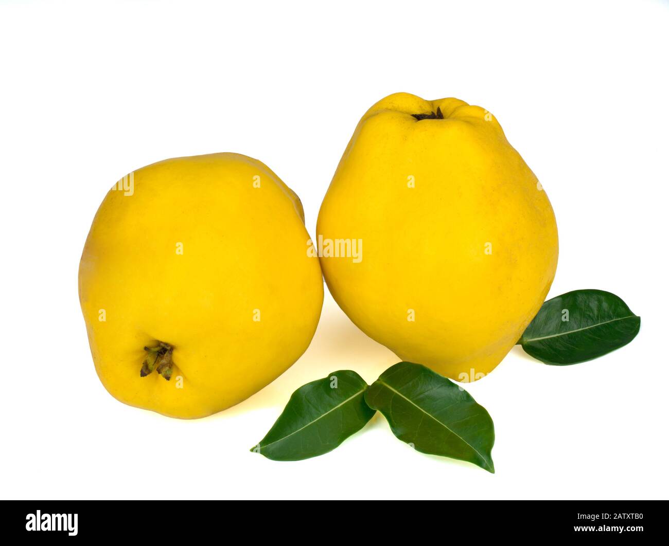 two fresh yellow quinces isolated on white background Stock Photo - Alamy