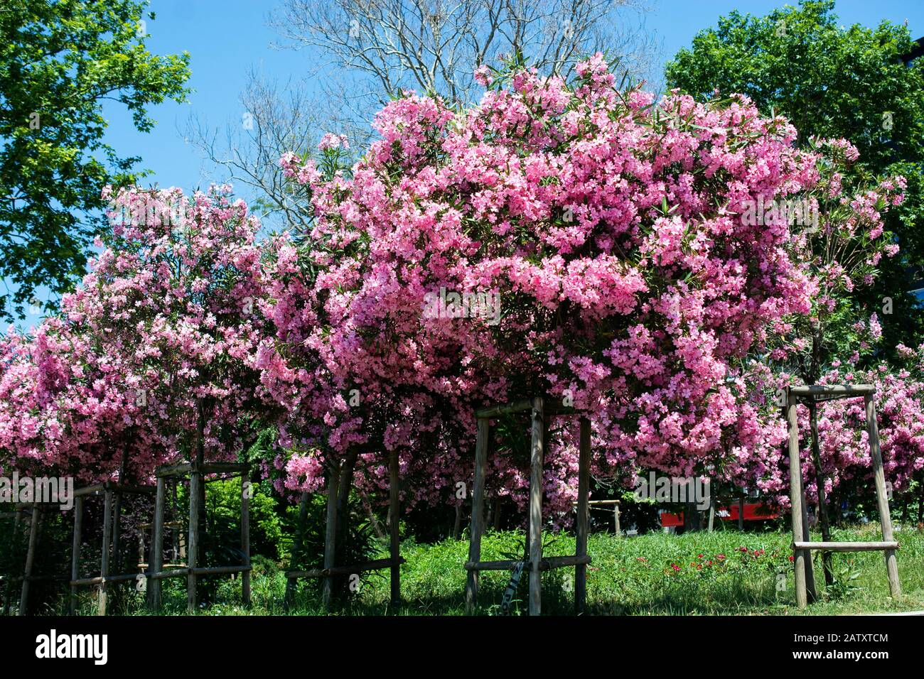 Tree with pink Tree with pink flowers, sky on the background Stock ...