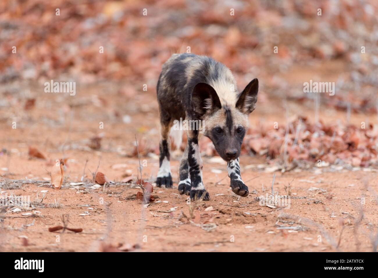 African painted dog pup hi-res stock photography and images - Alamy