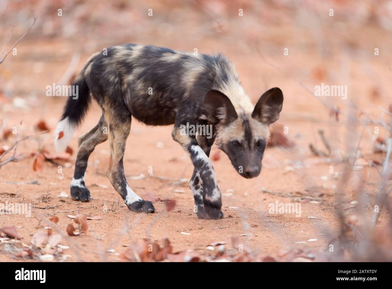 African wild dog puppy Stock Photo - Alamy