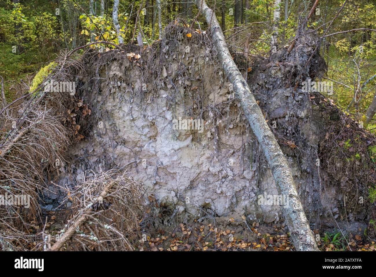 The roots with the ground of a large fallen tree in the autumn forest ...