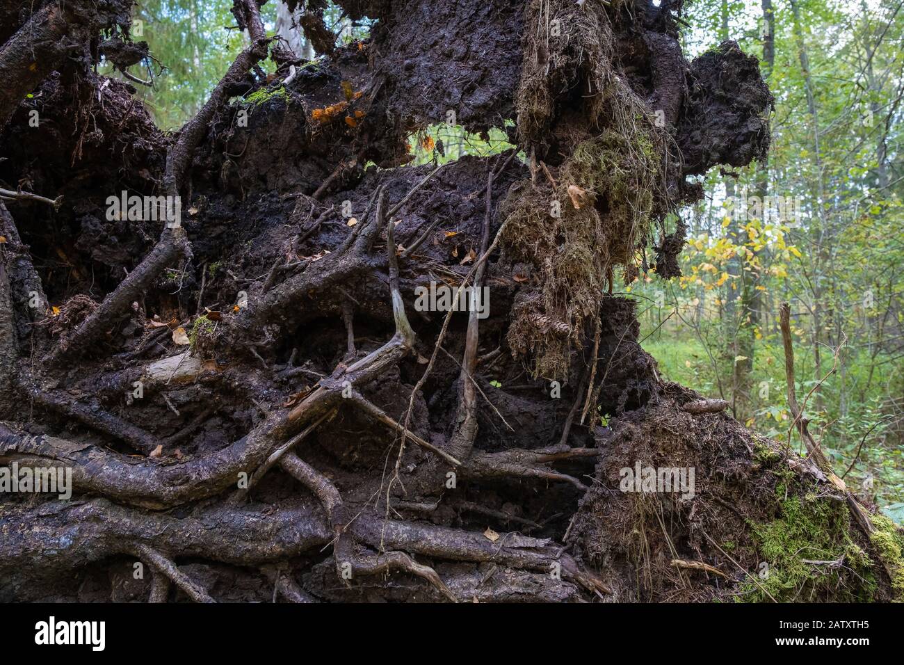 Fairytale roots of a large fallen tree, filmed close-up Stock Photo - Alamy