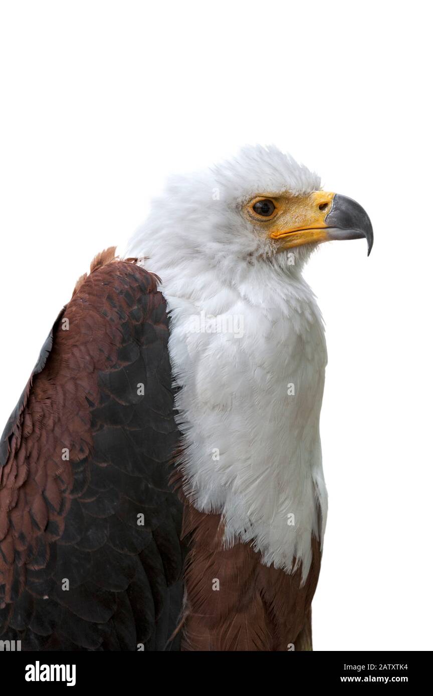 Eagle african hi-res stock photography and images - Alamy