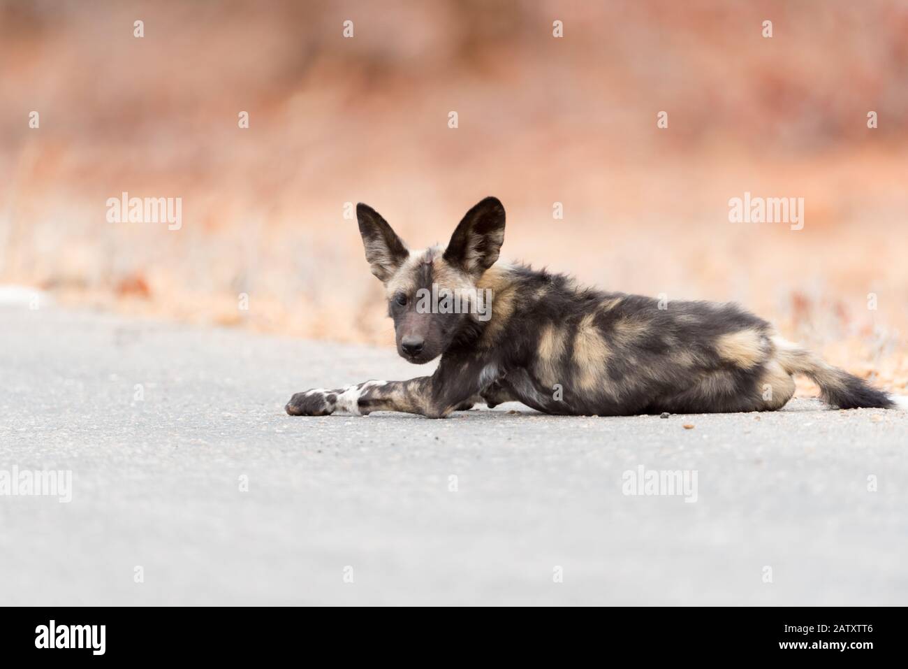 African wild dog puppy Stock Photo - Alamy