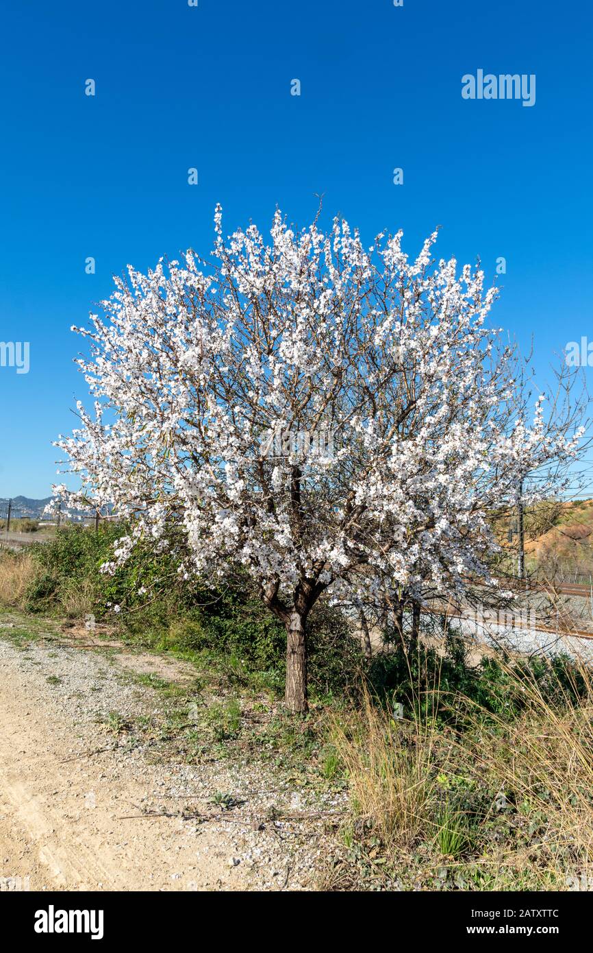 Flowering tree, arrival of spring Stock Photo - Alamy