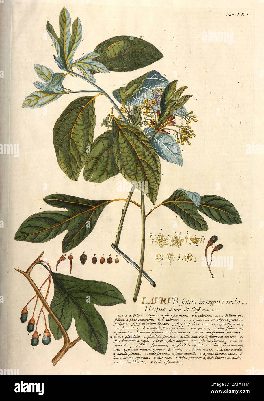 Laurel tree painting hi-res stock photography and images - Alamy