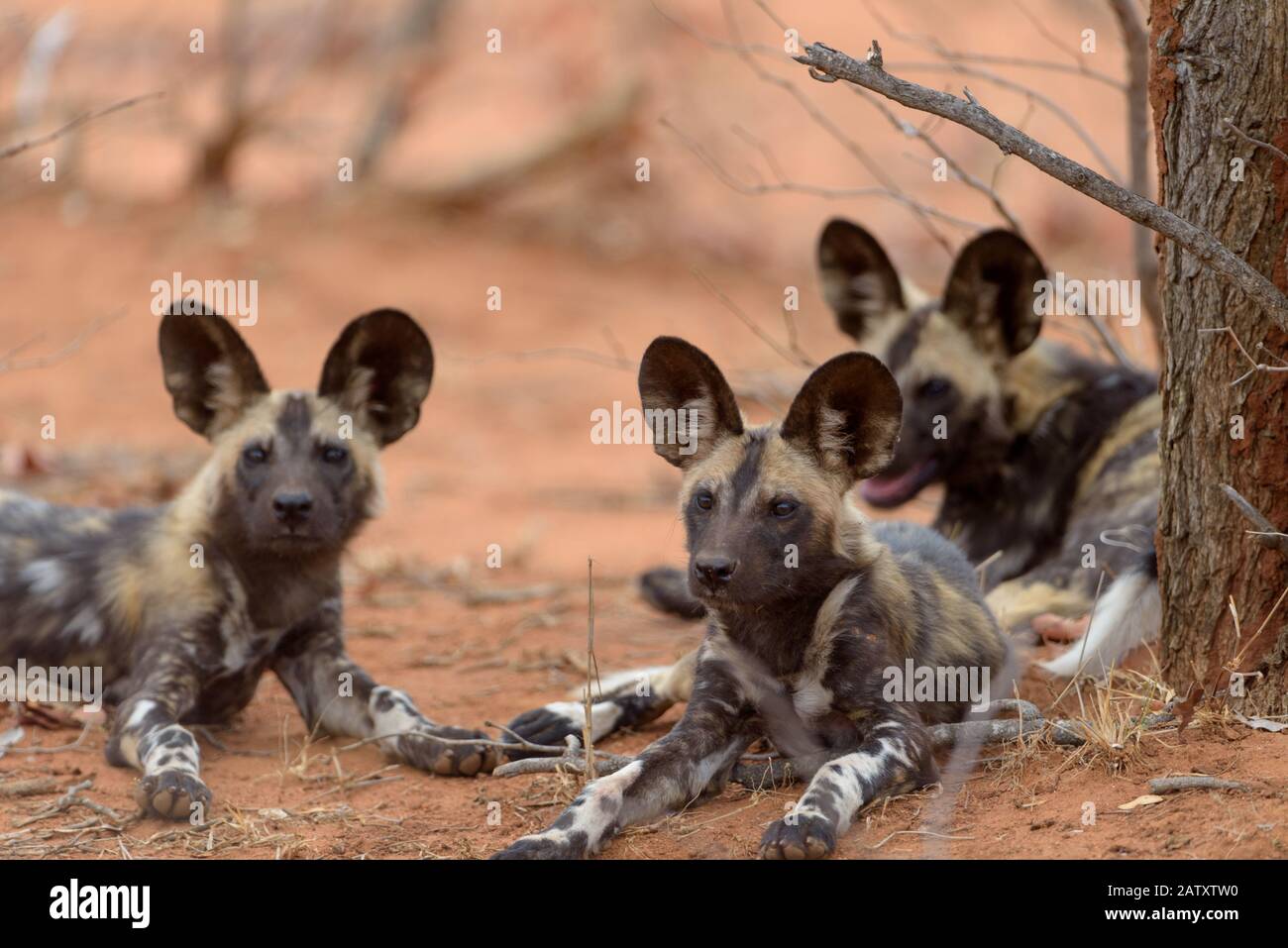 African wild dog puppy Stock Photo - Alamy