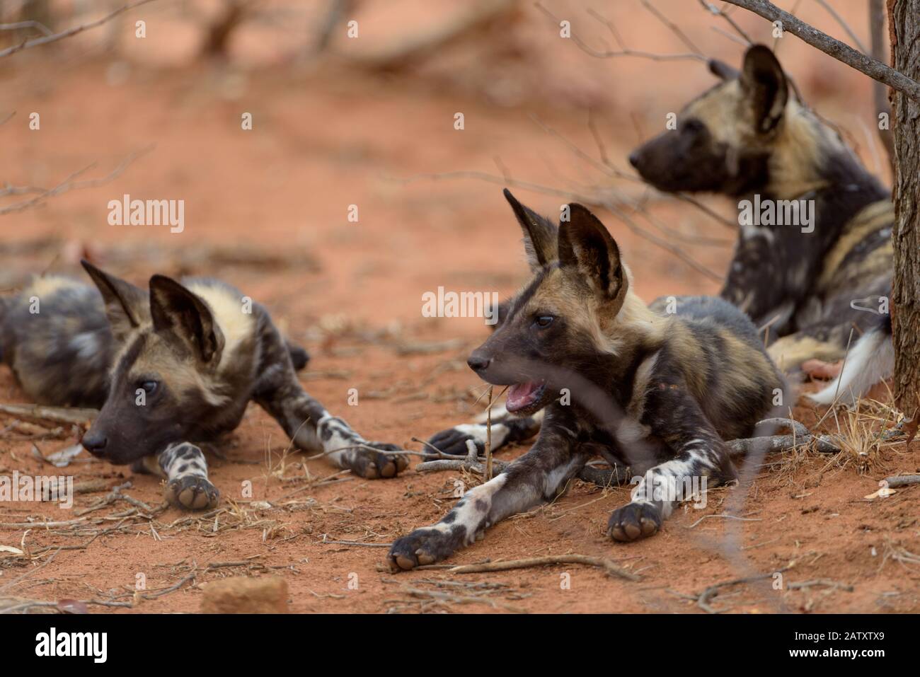 African wild dog puppy Stock Photo - Alamy