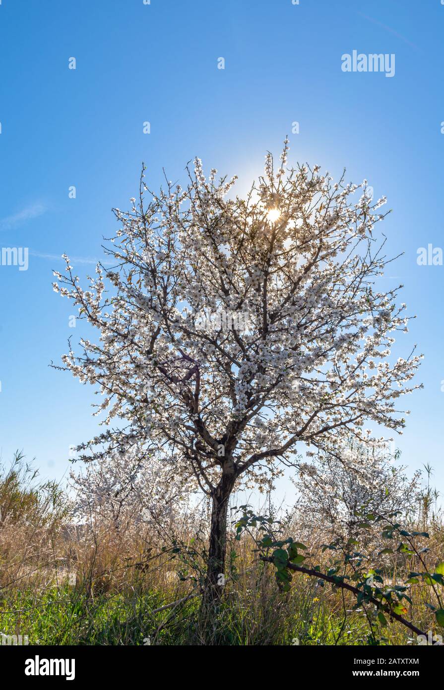 Flowering tree, arrival of spring, back lighting Stock Photo - Alamy