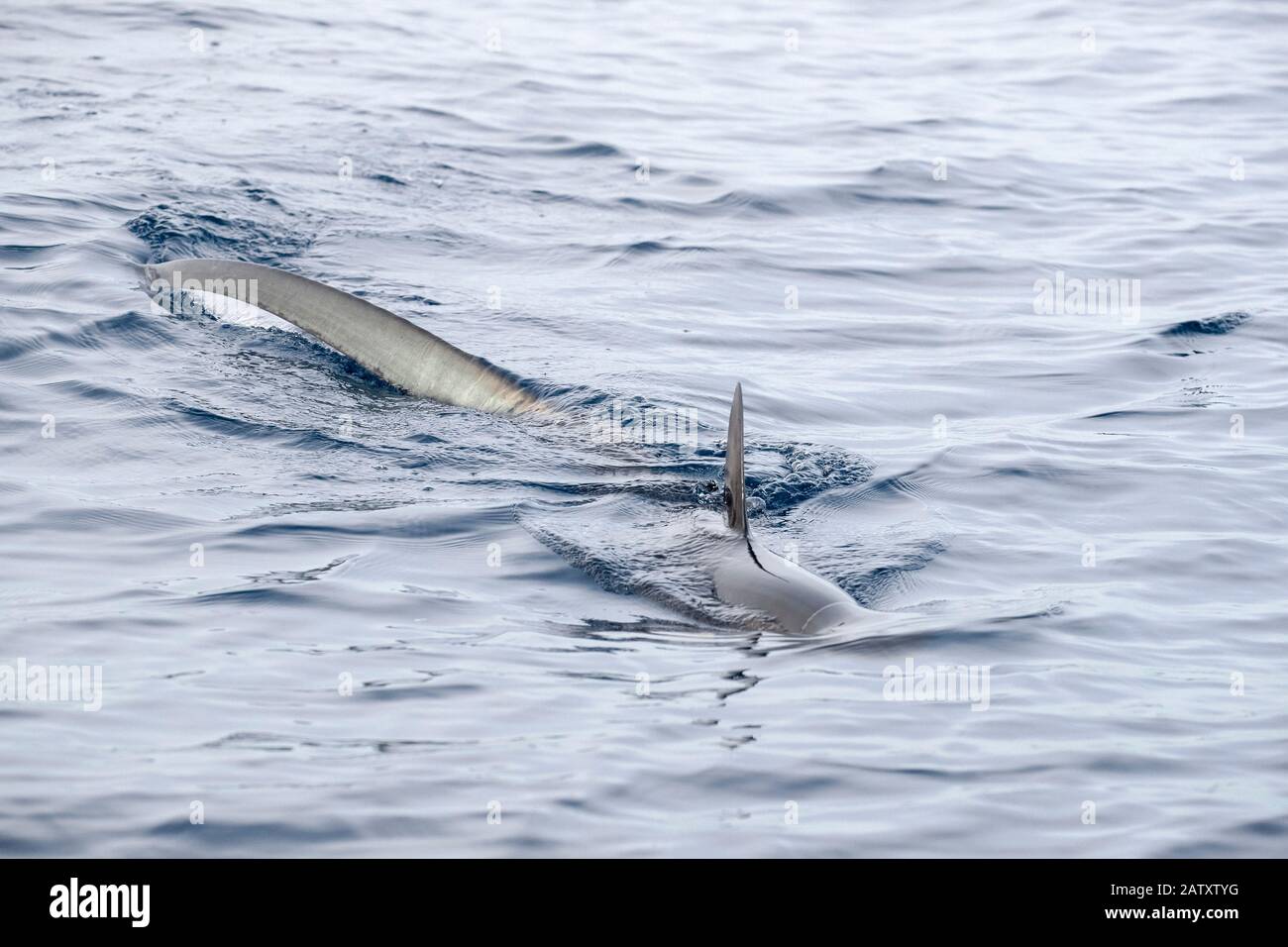 Thresher shark hi-res stock photography and images - Alamy