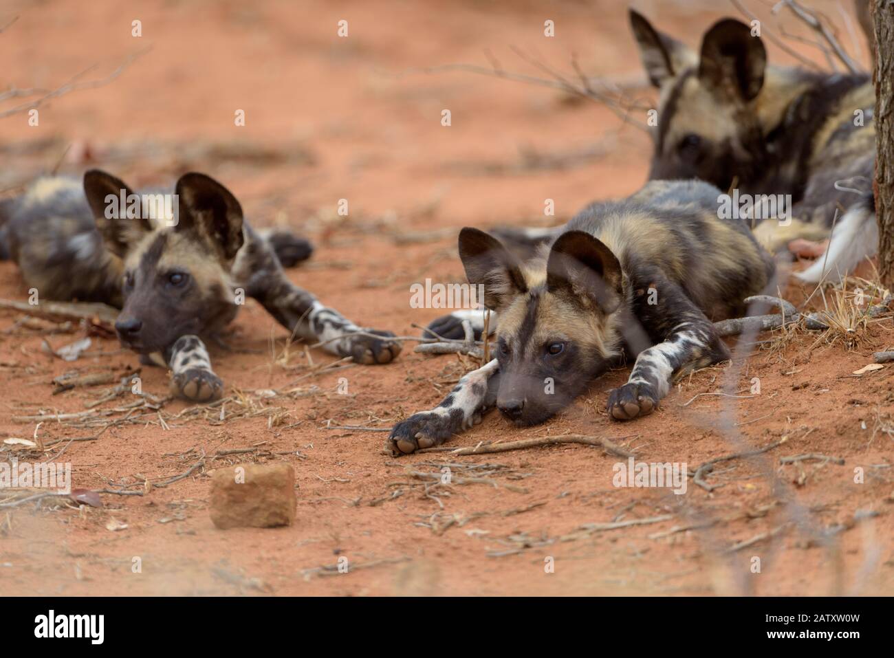 African painted wolf puppy hi-res stock photography and images - Alamy